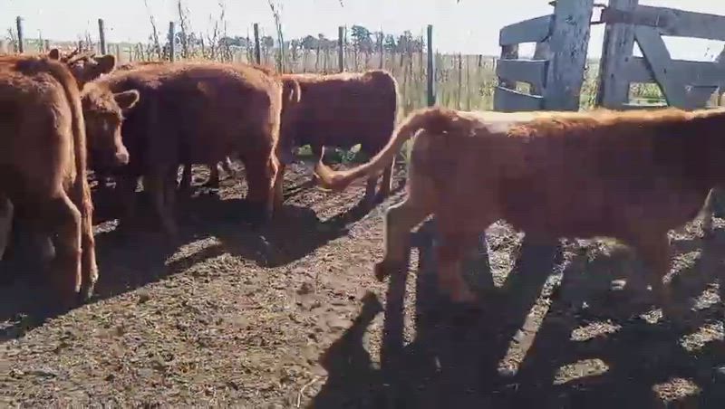 295 Terneros Aberdeen Angus Colorado de 190kg