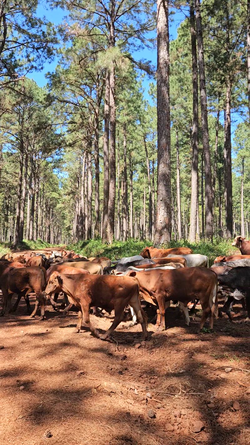70 Novillitos Brangus Colorado de 290kg