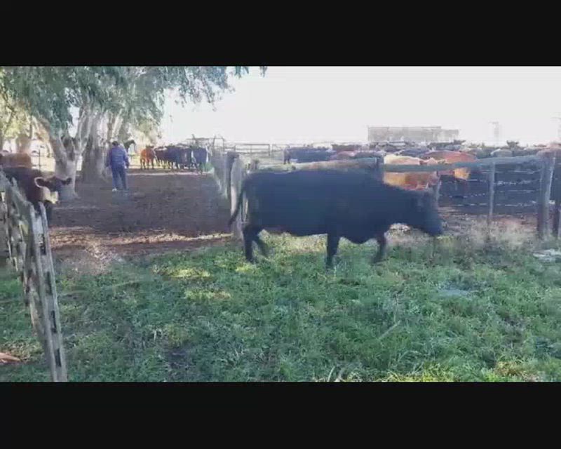 25 Vacas CUT Preñadas Aberdeen Angus Negro y Colorado de 450kg