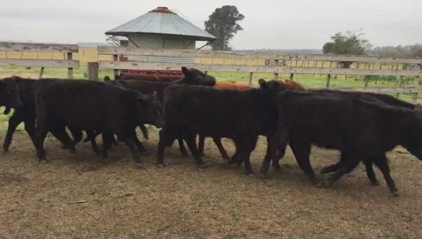 70 Terneros y Terneras Aberdeen Angus Negro y Colorado de 195kg