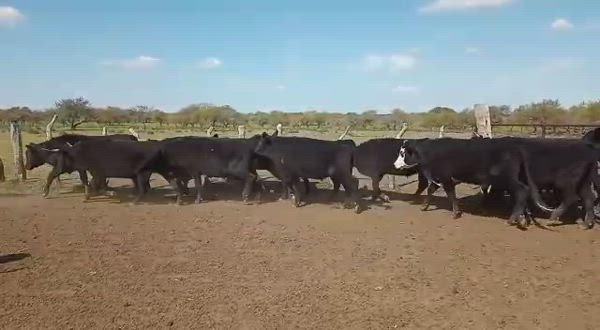 50 Novillitos Aberdeen Angus Negro y Colorado de 300kg