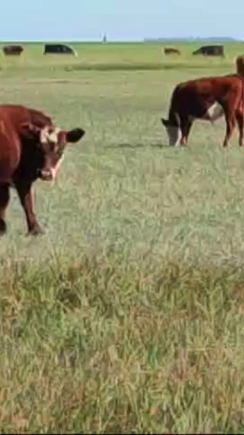 65 Terneros y Terneras Aberdeen Angus Negro y Colorado de 230kg