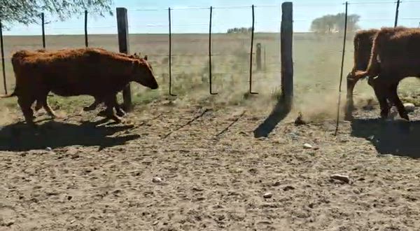 70 Terneros Aberdeen Angus Colorado de 190kg
