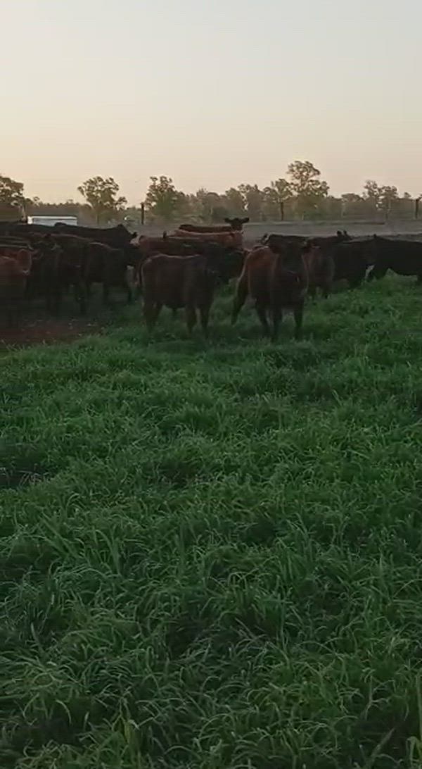 75 Terneros Aberdeen Angus Negro y Colorado de 165kg