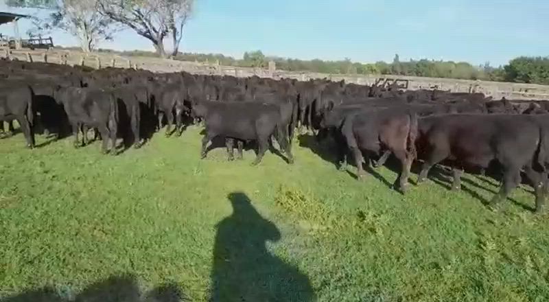160 Terneros Aberdeen Angus Negro de 200kg