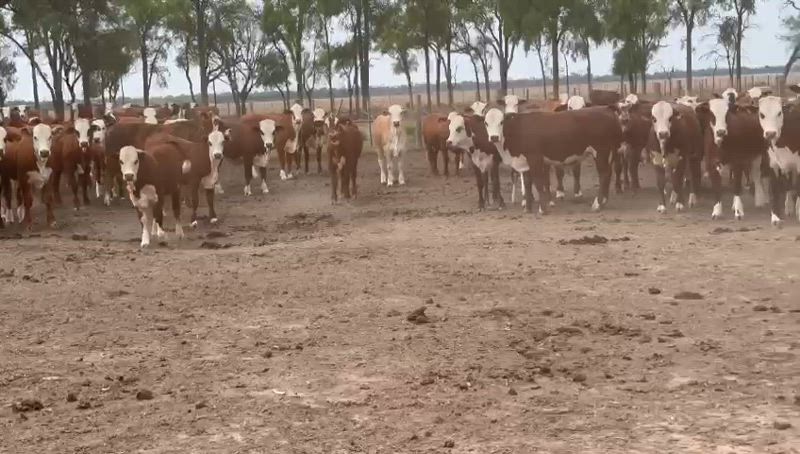 110 Terneros y Terneras Braford de 235kg