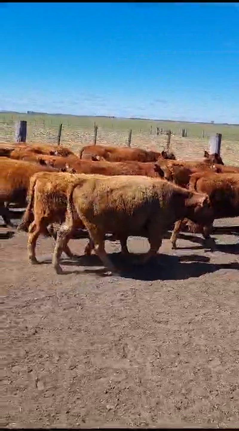 60 Terneras Aberdeen Angus Colorado de 245kg