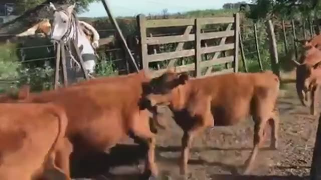 65 Terneros Aberdeen Angus Colorado de 190kg