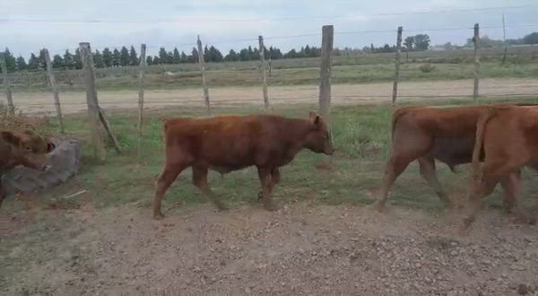 115 Terneros Aberdeen Angus Colorado de 180kg