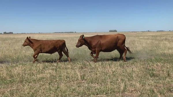 70 Terneros Aberdeen Angus Colorado de 200kg