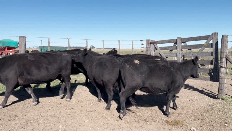 80 Vacas de invernada Aberdeen Angus Negro y Colorado de 390kg