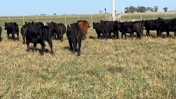 90 Terneros Aberdeen Angus Negro de 215kg