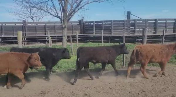 50 Terneros y Terneras Aberdeen Angus Negro y Colorado de 160kg