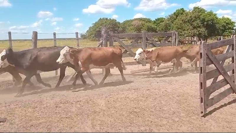 60 Vacas de invernada Brangus Negro de 350kg