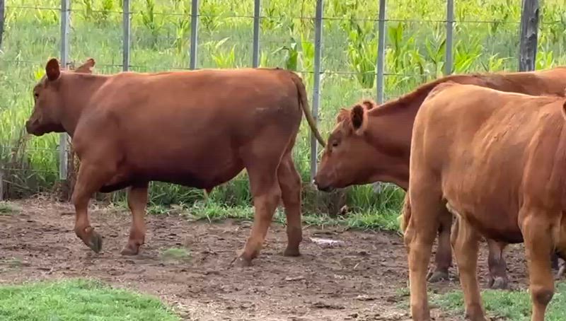 35 Novillitos Aberdeen Angus Colorado de 365kg