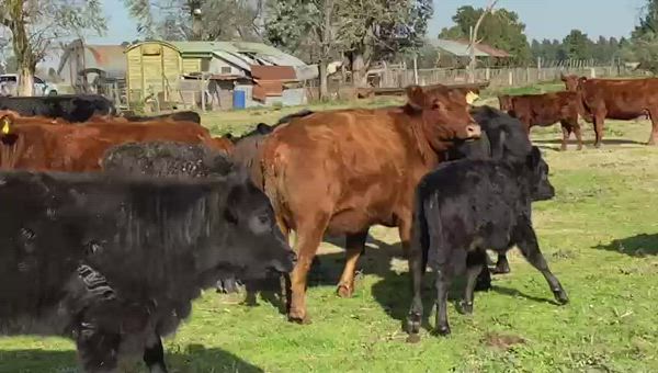 35 Vacas con cría Aberdeen Angus Negro y Colorado de 380kg