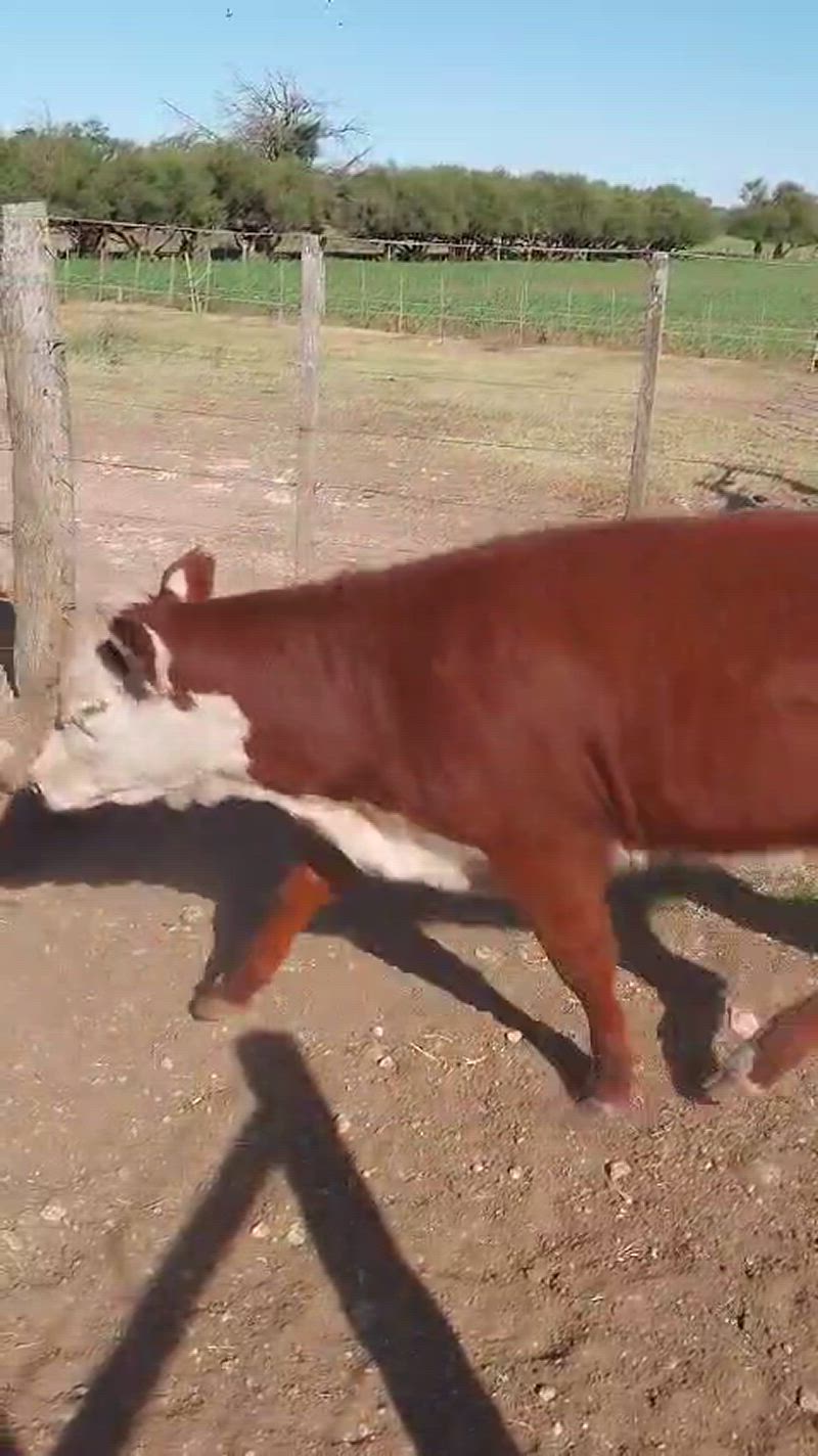 100 Terneros Aberdeen Angus Colorado de 215kg