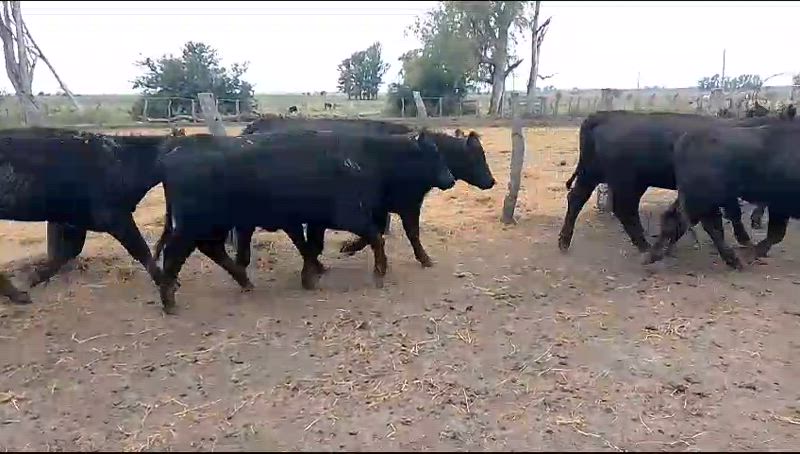 40 Vacas de invernada Aberdeen Angus Negro y Colorado de 370kg