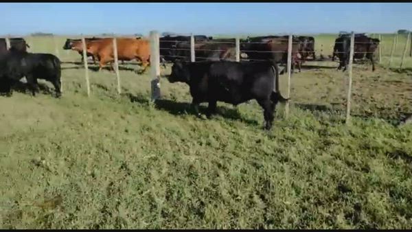 25 Vacas con cría Aberdeen Angus Negro y Colorado de 450kg