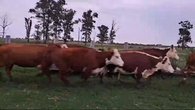 50 Vacas de invernada Braford de 450kg
