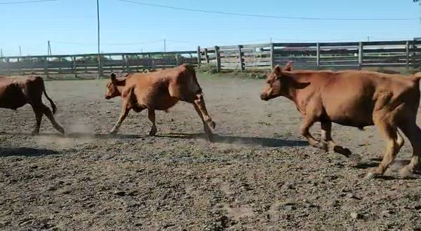 70 Terneros Aberdeen Angus Colorado de 220kg