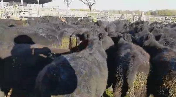 115 Terneros Aberdeen Angus Negro de 200kg