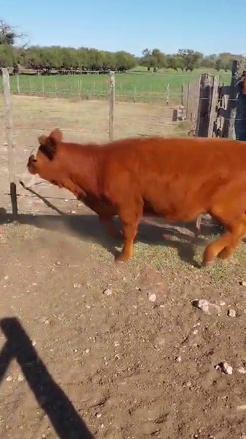 60 Terneros Aberdeen Angus Colorado de 230kg