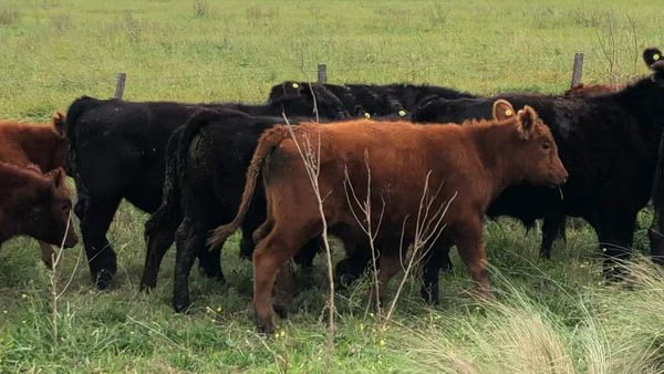 65 Terneros Aberdeen Angus Negro y Colorado de 205kg