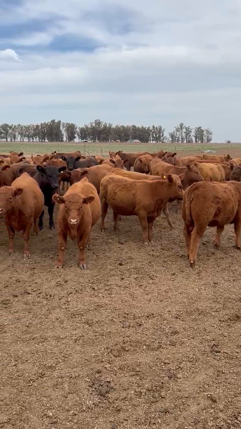 165 Terneras Aberdeen Angus Colorado de 245kg
