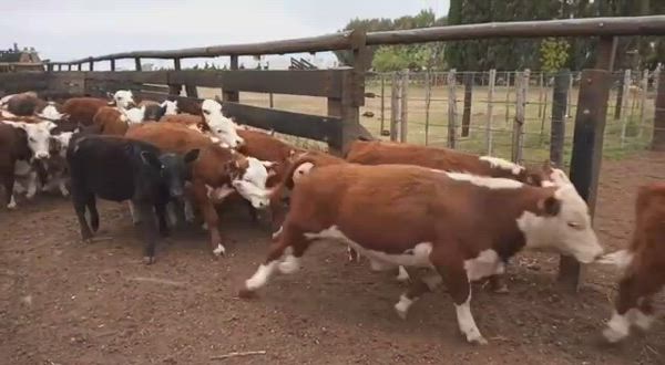 45 Terneros y Terneras Hereford de 135kg