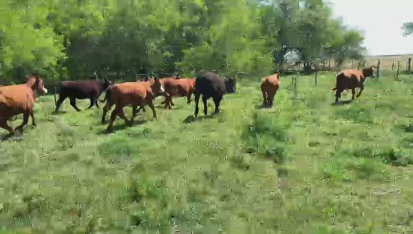 105 Terneros y Terneras Careta de 220kg