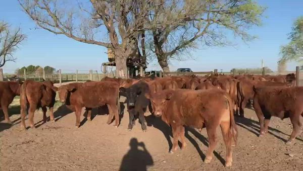 60 Novillitos Aberdeen Angus Colorado de 260kg