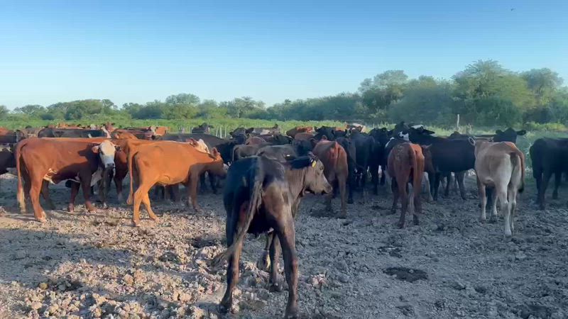 60 Vacas de invernada Braford de 310kg