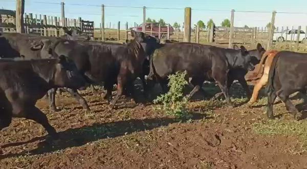 70 Terneros y Terneras Aberdeen Angus Negro de 160kg