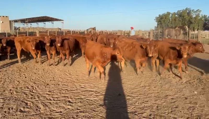 120 Terneros Aberdeen Angus Colorado de 225kg