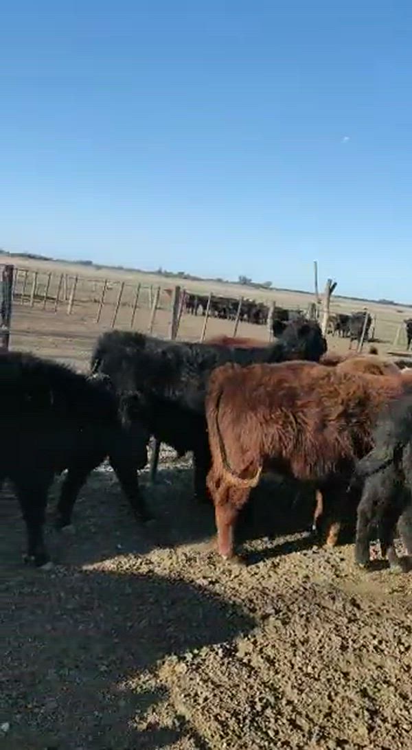 55 Terneros Aberdeen Angus Negro y Colorado de 190kg