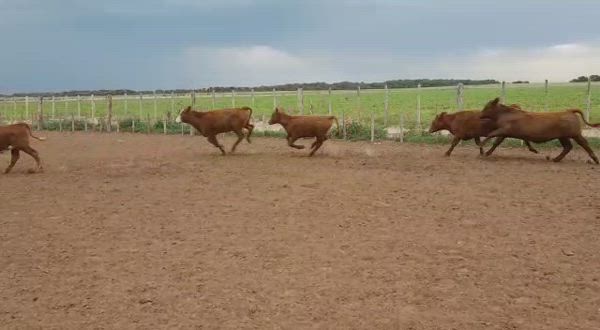 130 Terneros Aberdeen Angus Colorado de 165kg