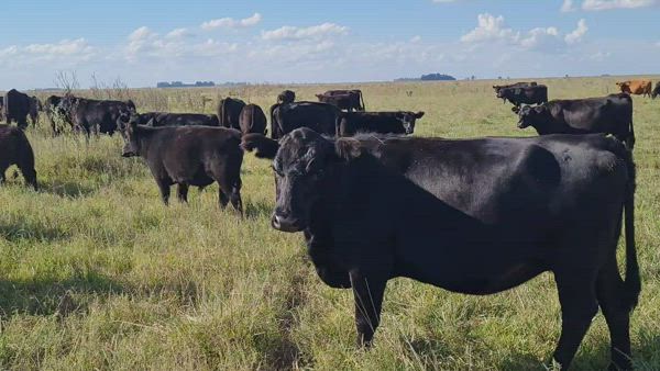 100 Terneros Aberdeen Angus Negro de 230kg