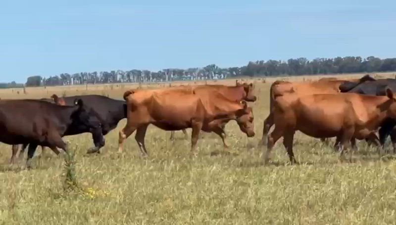 270 Vacas de invernada Aberdeen Angus Negro y Colorado de 410kg