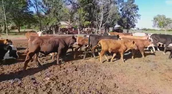 50 Terneros Braford de 240kg