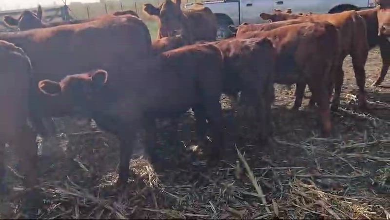 140 Terneros Aberdeen Angus Colorado de 220kg