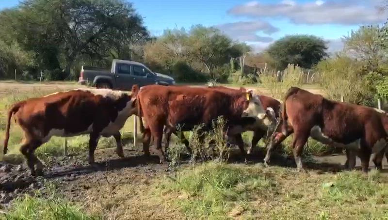 95 Vacas de invernada Hereford de 400kg