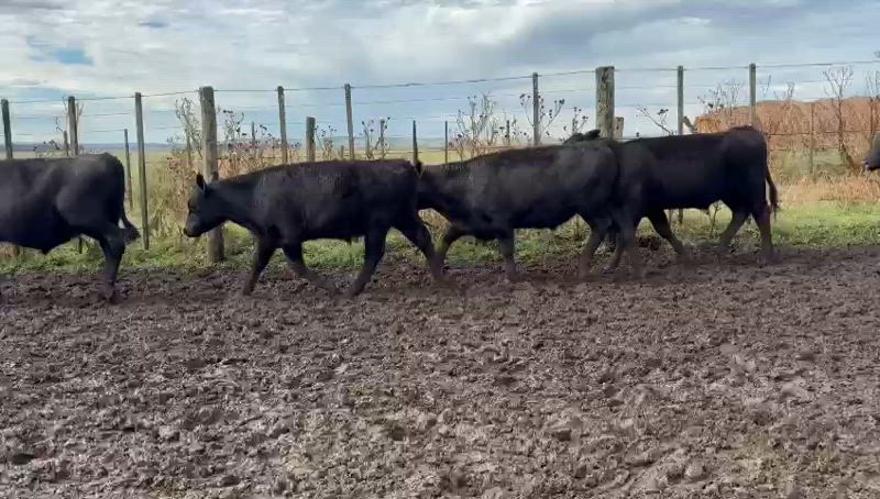 105 Terneros Aberdeen Angus Colorado de 240kg