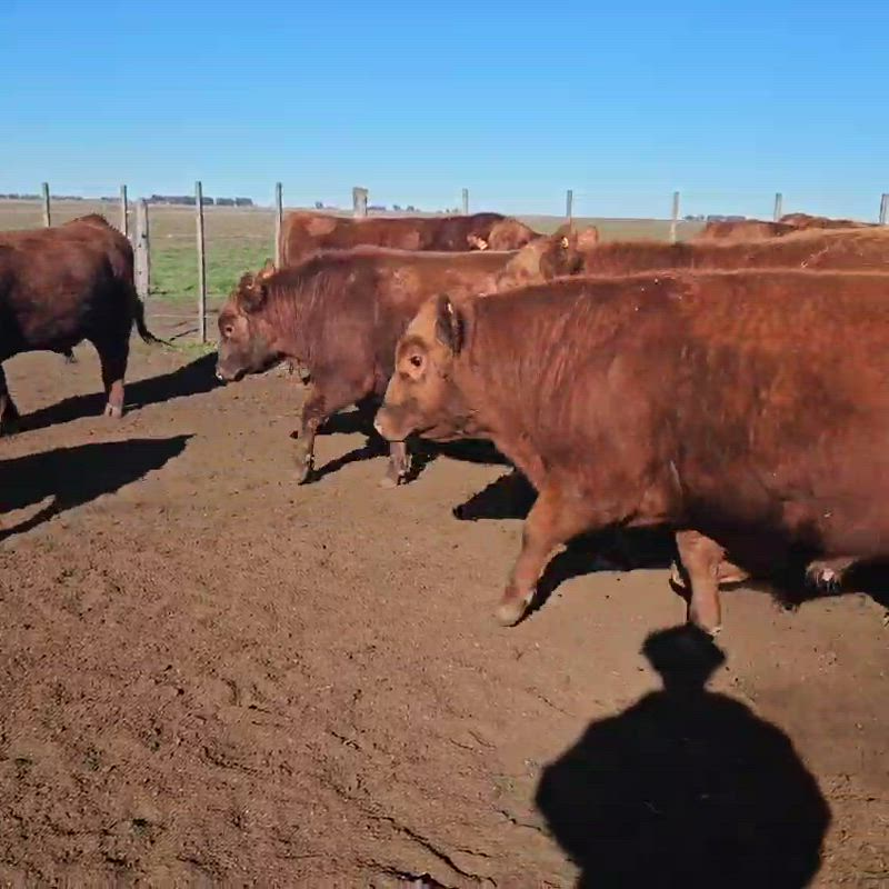 40 Toros Aberdeen Angus Colorado de 650kg