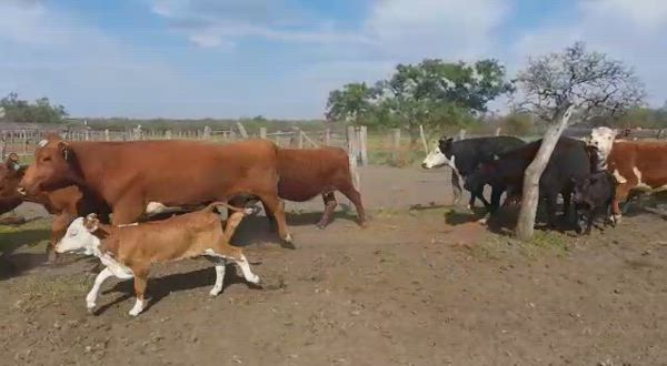 35 Vacas con cría Mestizo de 420kg