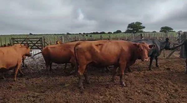 45 Vacas de invernada Aberdeen Angus Negro y Colorado de 390kg