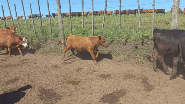 55 Terneros Aberdeen Angus Negro y Colorado de 255kg