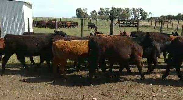 85 Terneros y Terneras Aberdeen Angus Colorado de 180kg