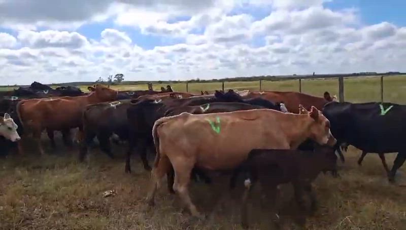 25 Vacas con cría Mestizo de 380kg
