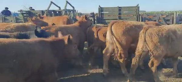 90 Terneros Aberdeen Angus Negro y Colorado de 250kg